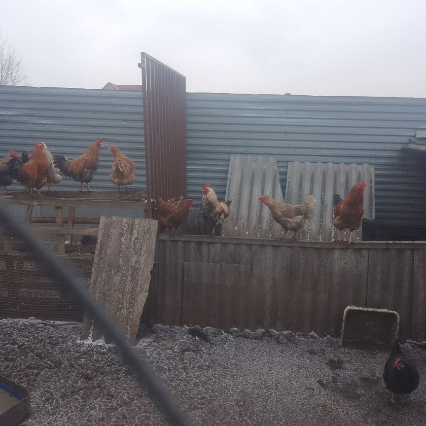 Продам 10 кур  петух
