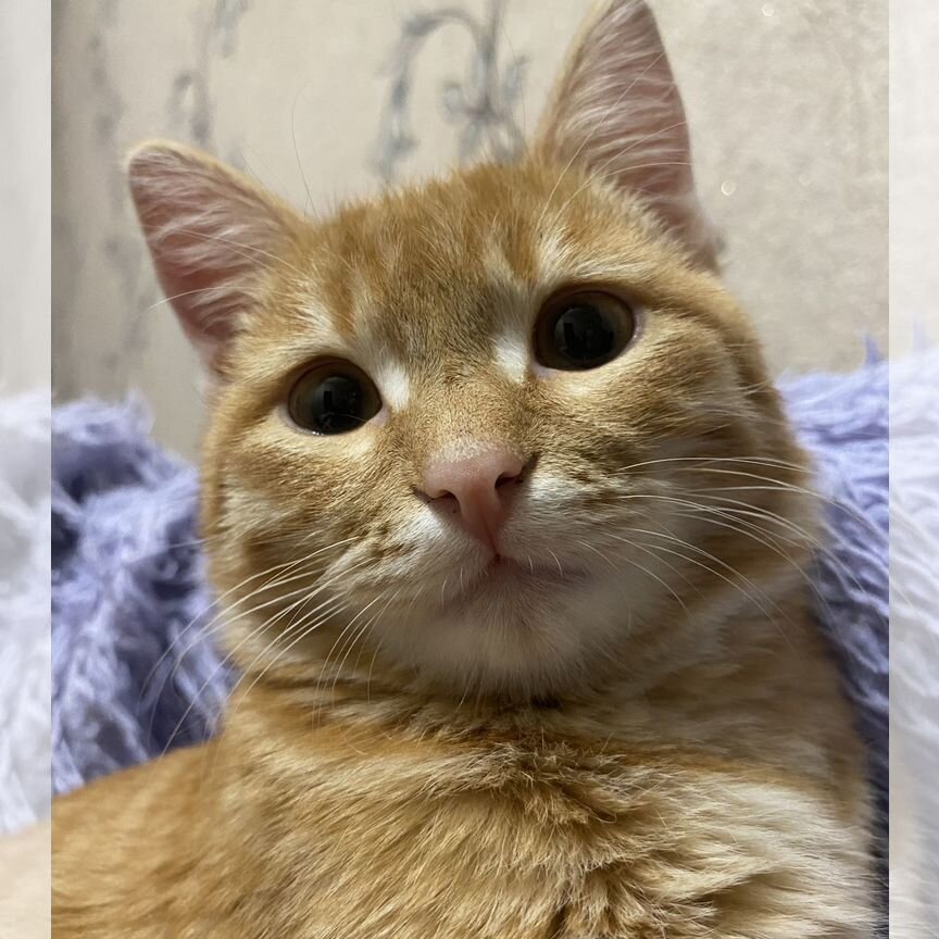 Взрослый кот в добрые руки