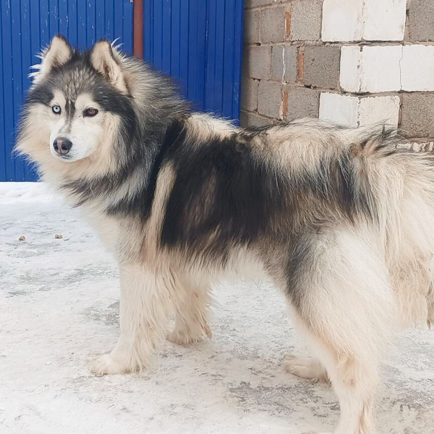 Собака в добрые руки Сибирский хаски