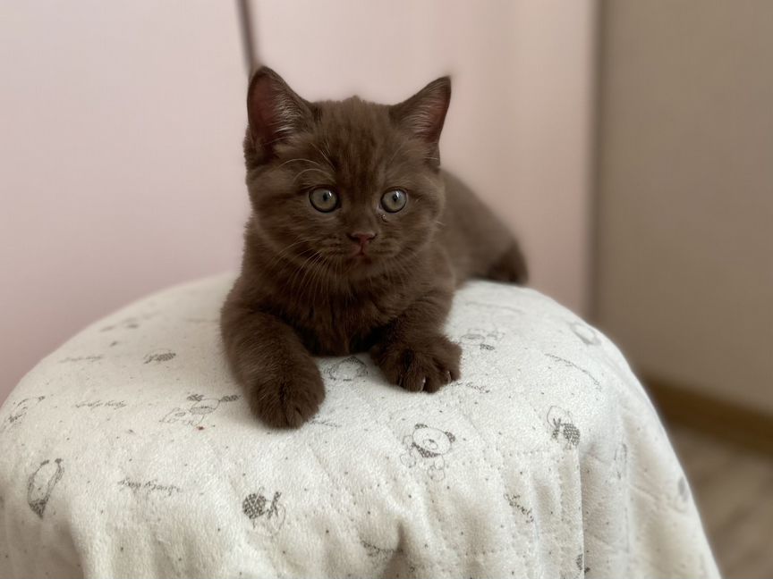 Британская кошечка с документами