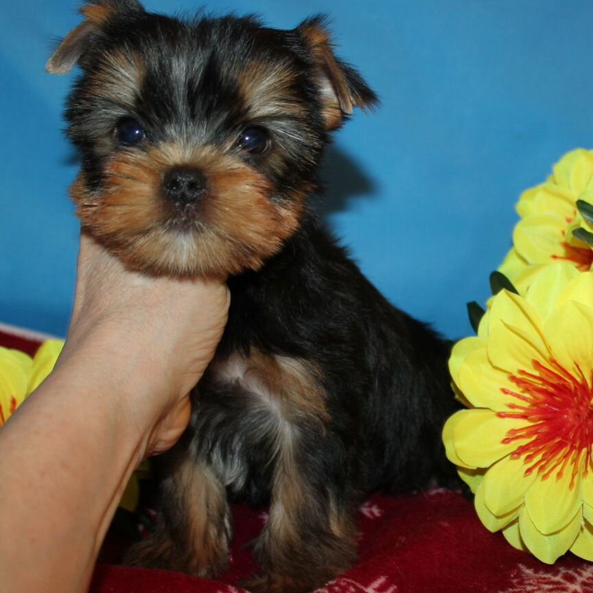 Йоркширский терьер, щенок