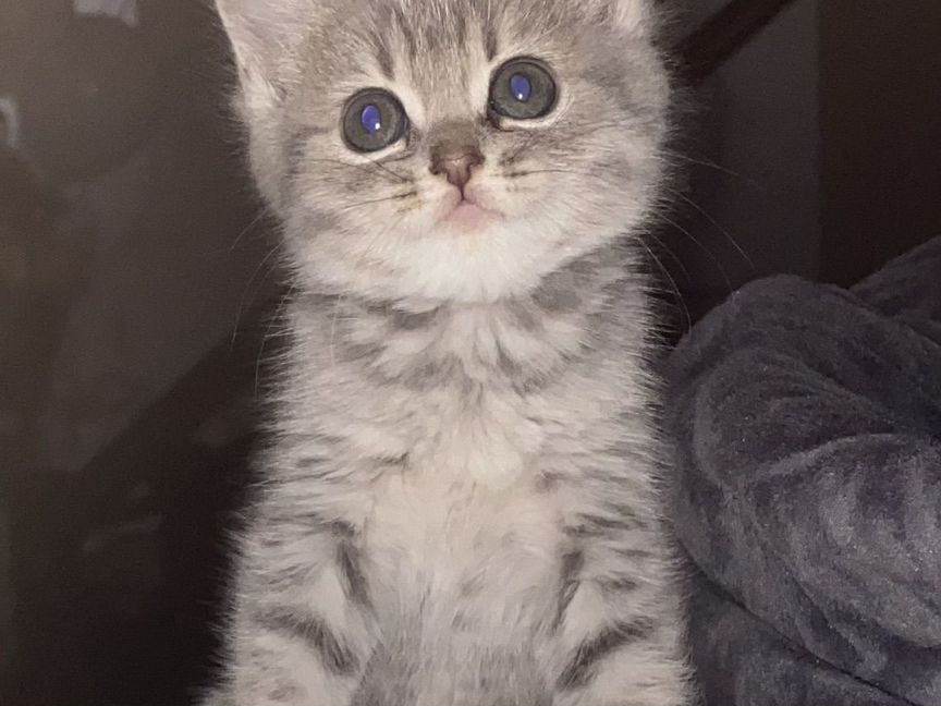 Котенок шотландец метис