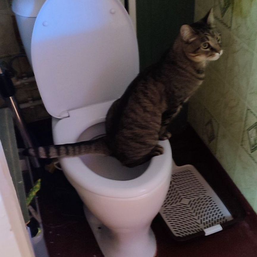 Забрали котика с подъезда