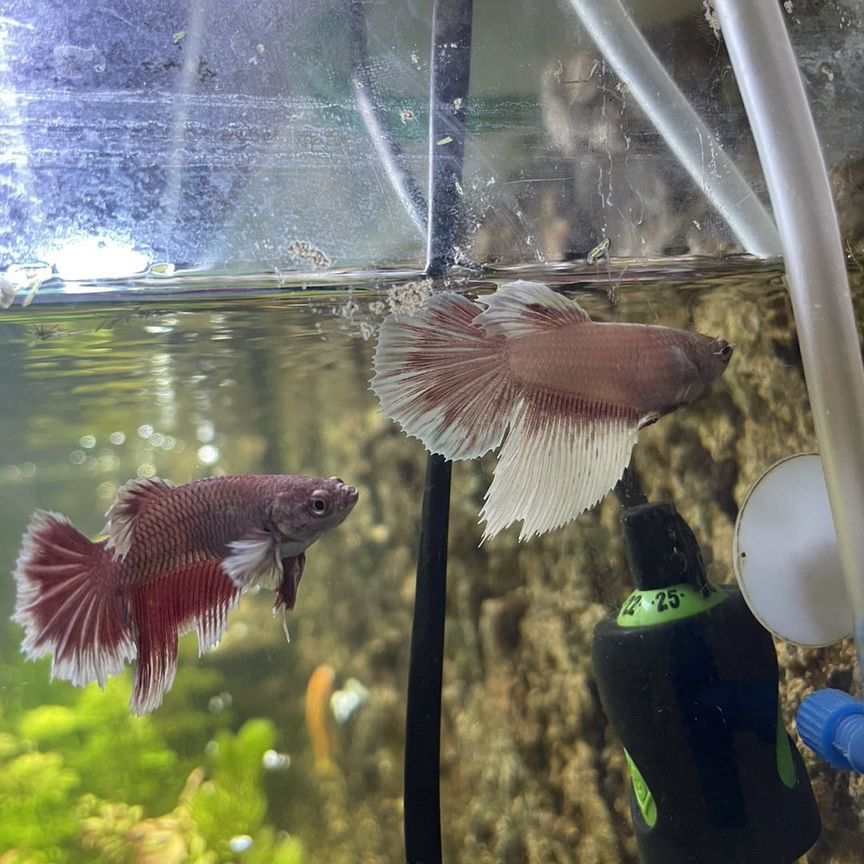 Самочка петушка