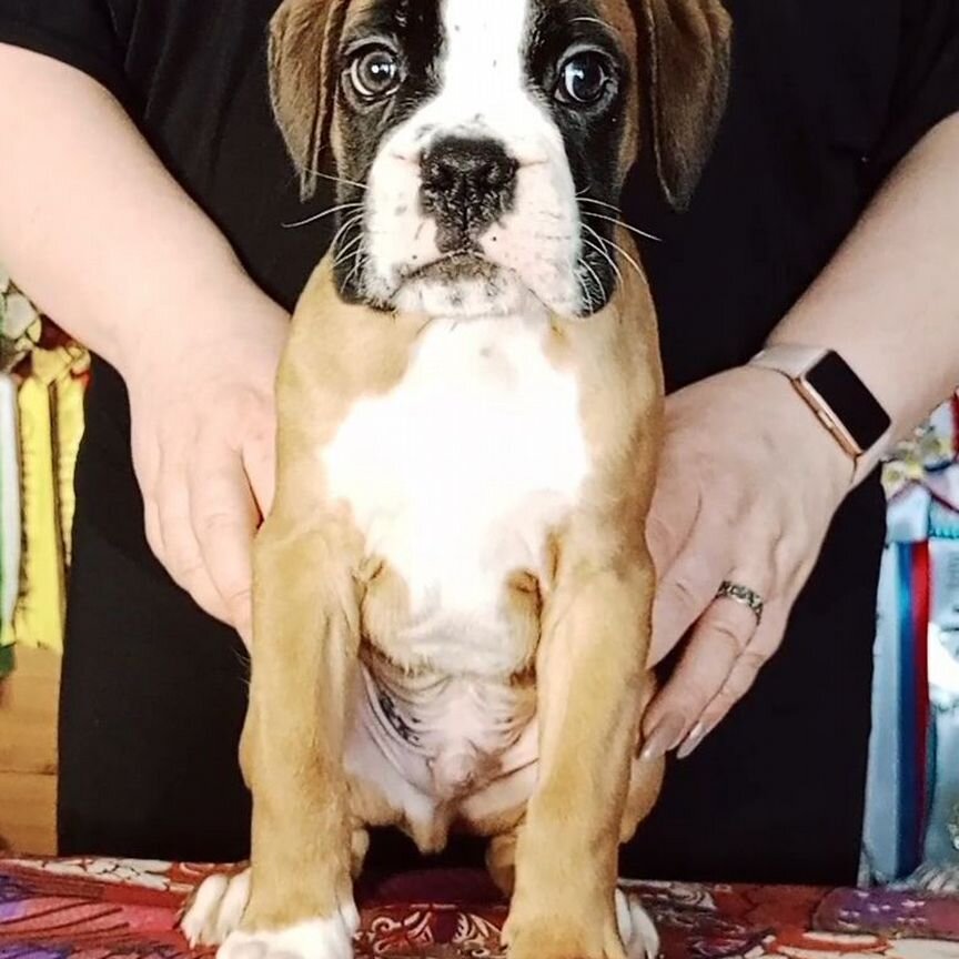 Немецкий боксёр мальчик