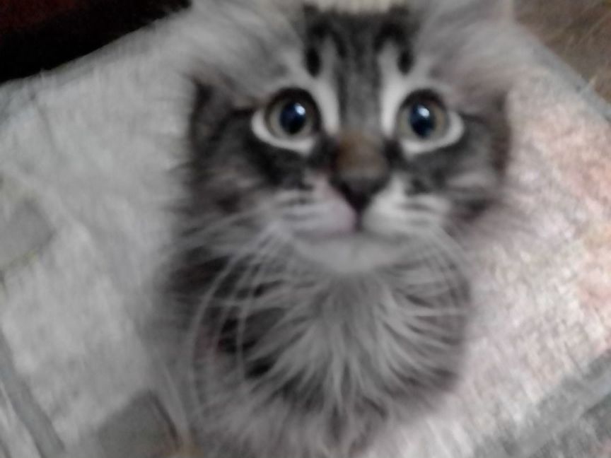 Забавный пушистый котик (28.03.2024)