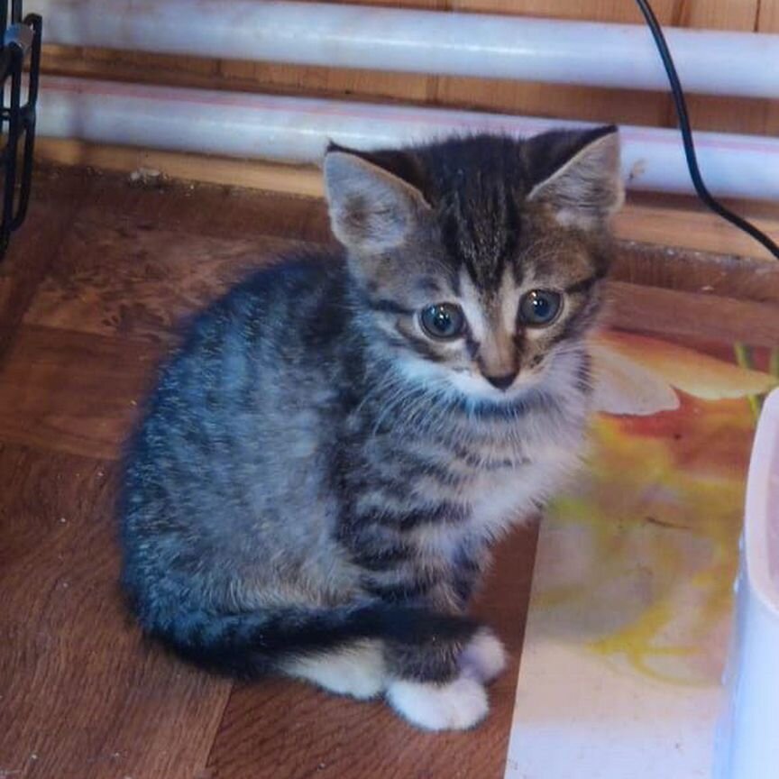 Котята бесплатно