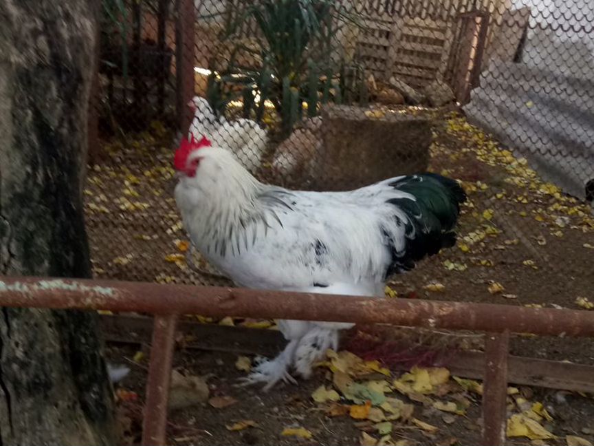Петух порода фавероль+брама
