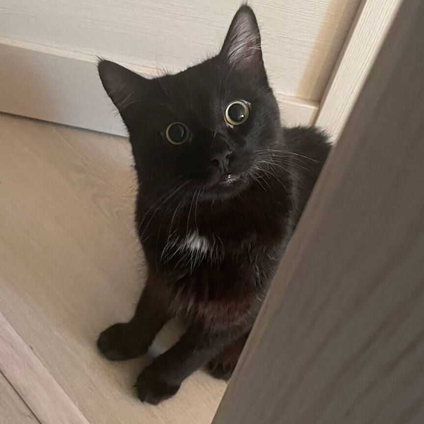 Отдается в добрые руки котейка
