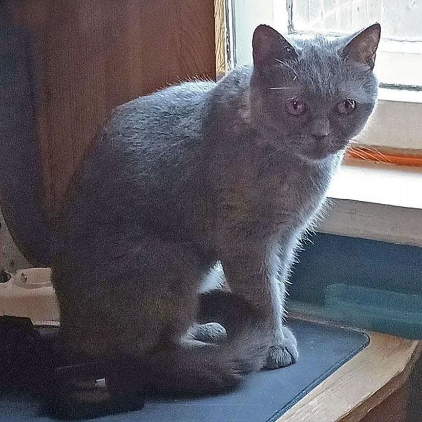 Взрослая, кошка в добрые руки