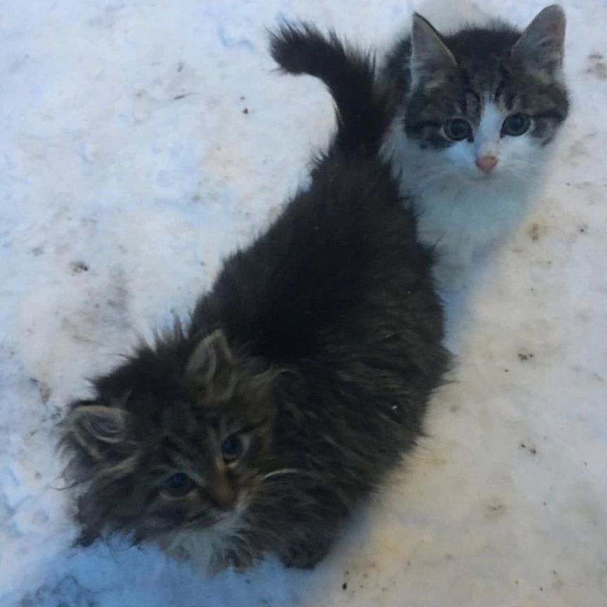 Очень нужен дом котятам