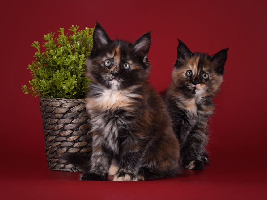 Котята мейн-кун