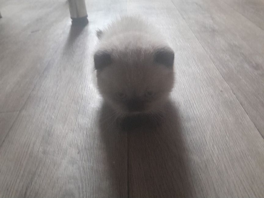 Шотландские котята