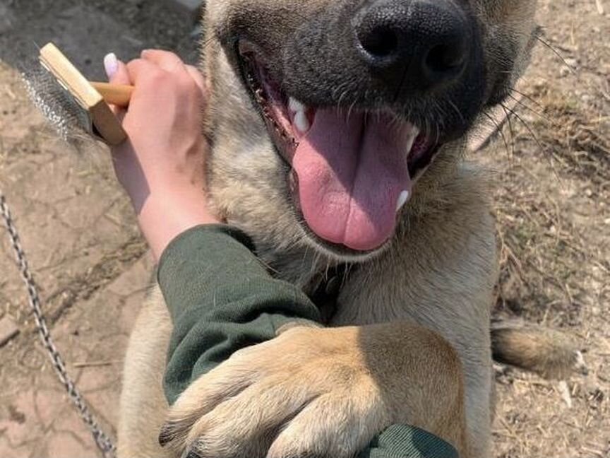 Собака в добрые руки