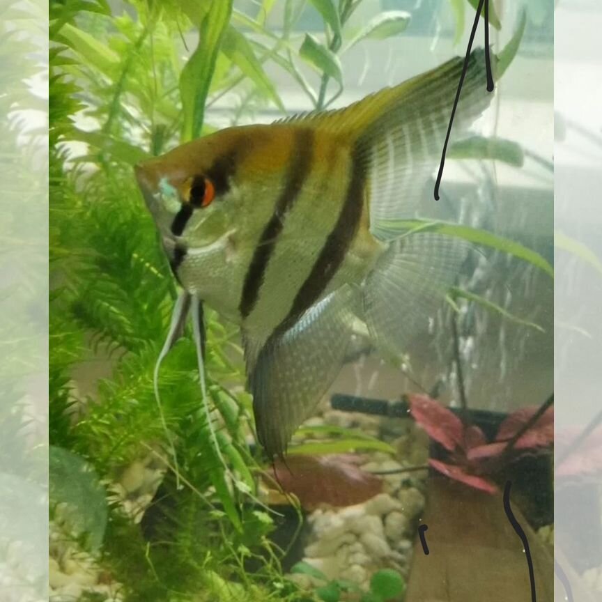 Аквариумные рыбки