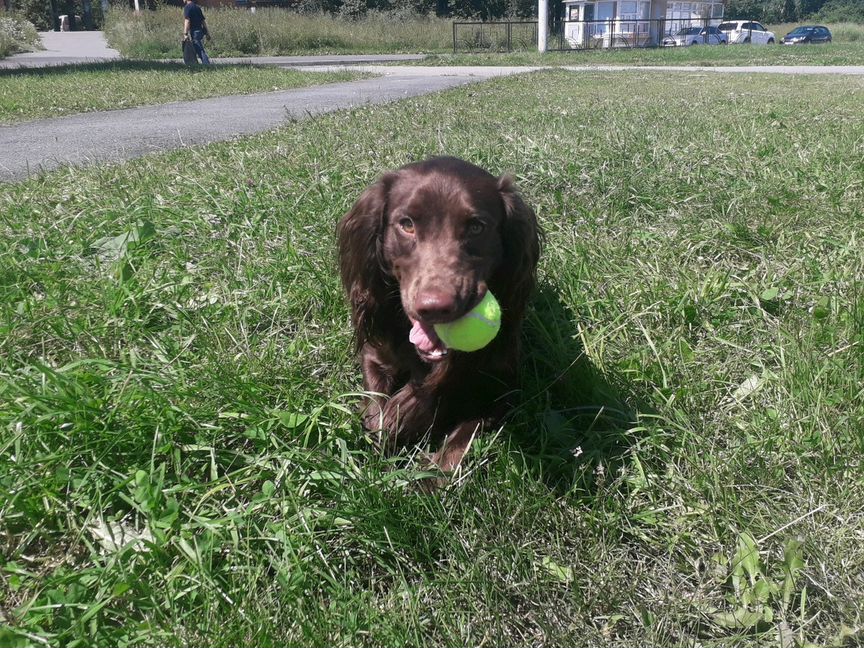 Красавец-спаниель ищет подружку
