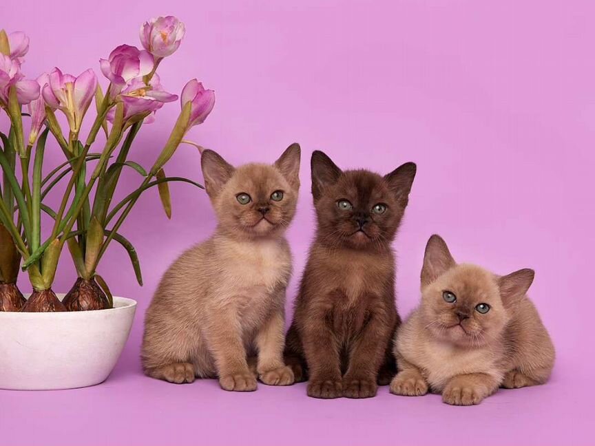 Чудесные котята бурмы