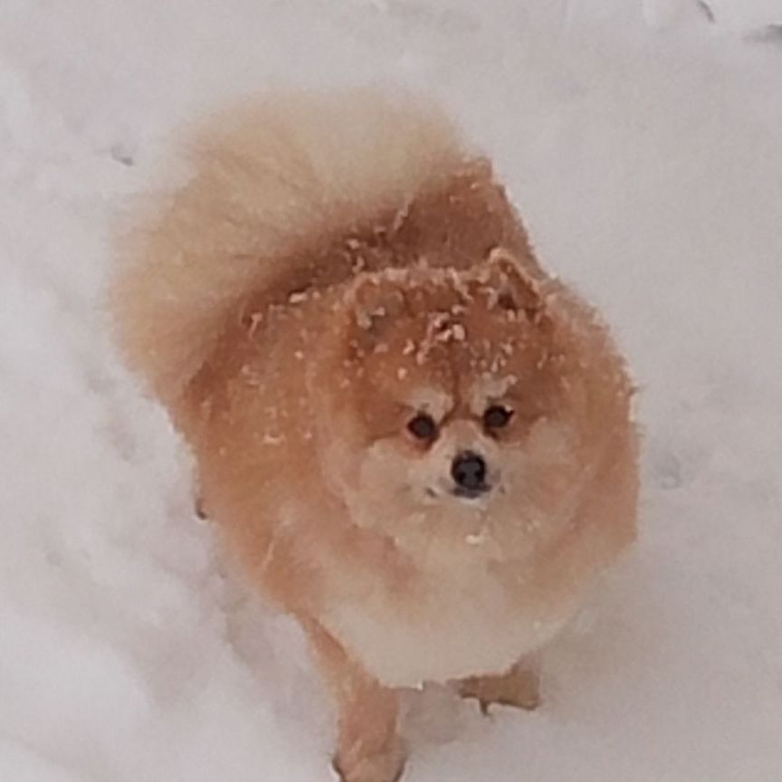 Померанский шпиц