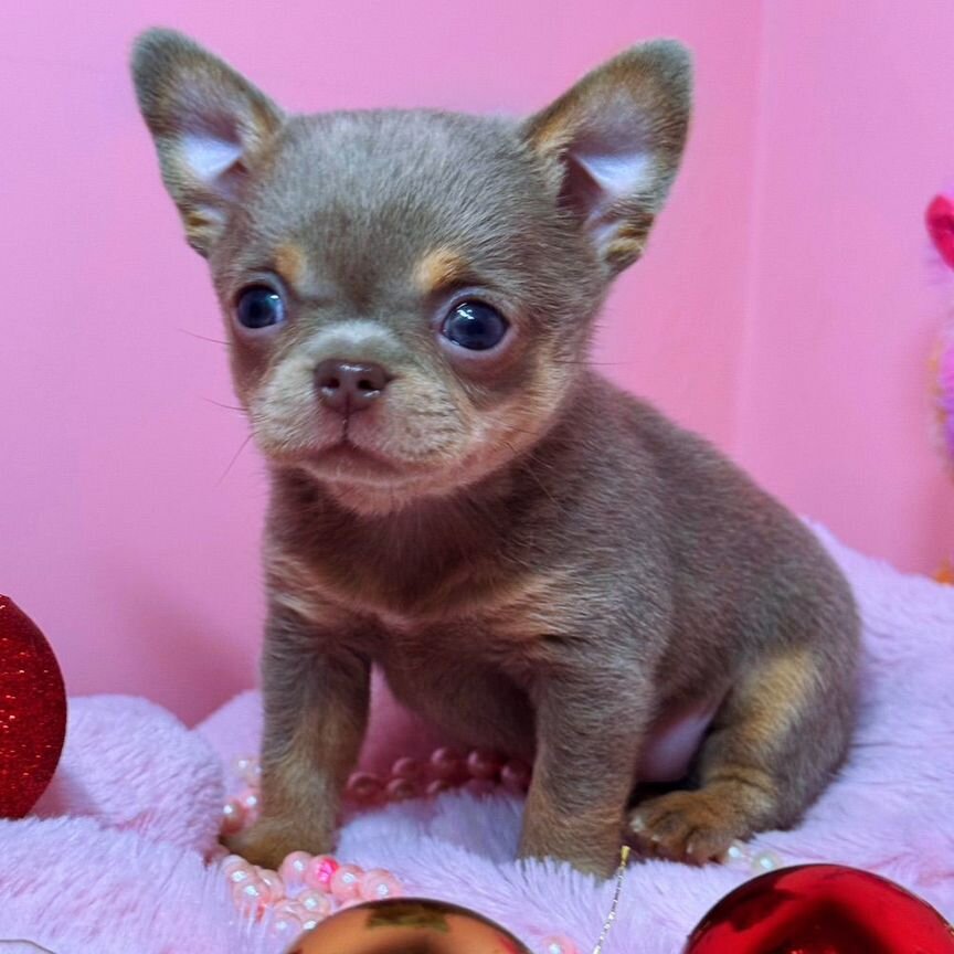 Чихуахуа, щенок