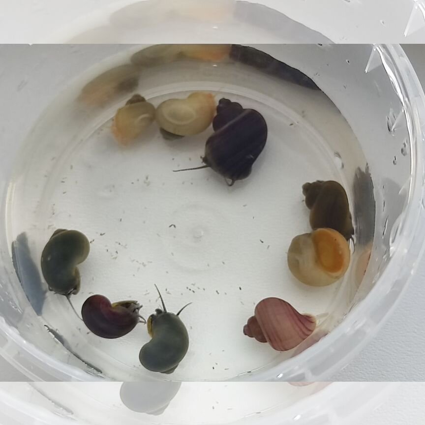 Продам малышей цветных ампулярий (бронь)