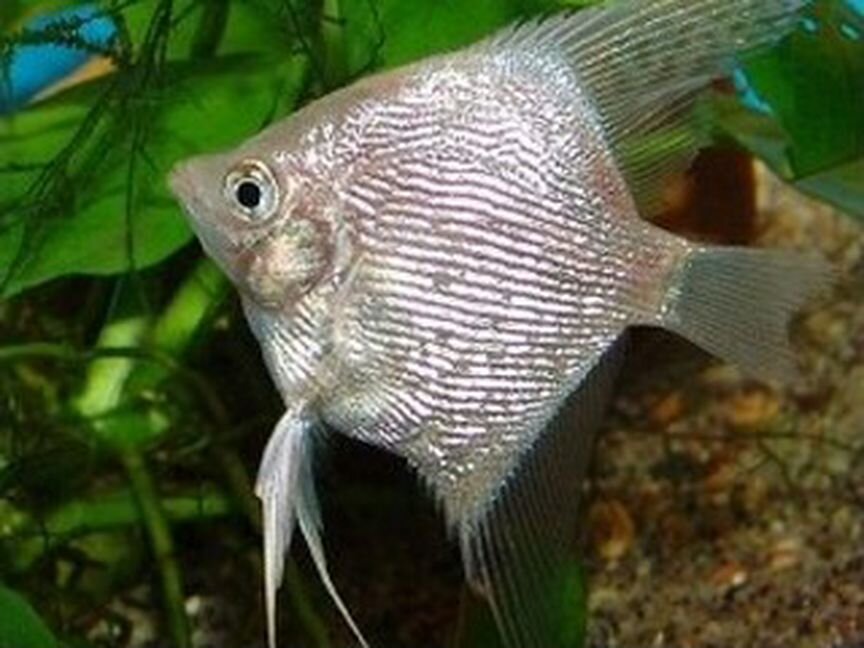 Продам скалярий платина