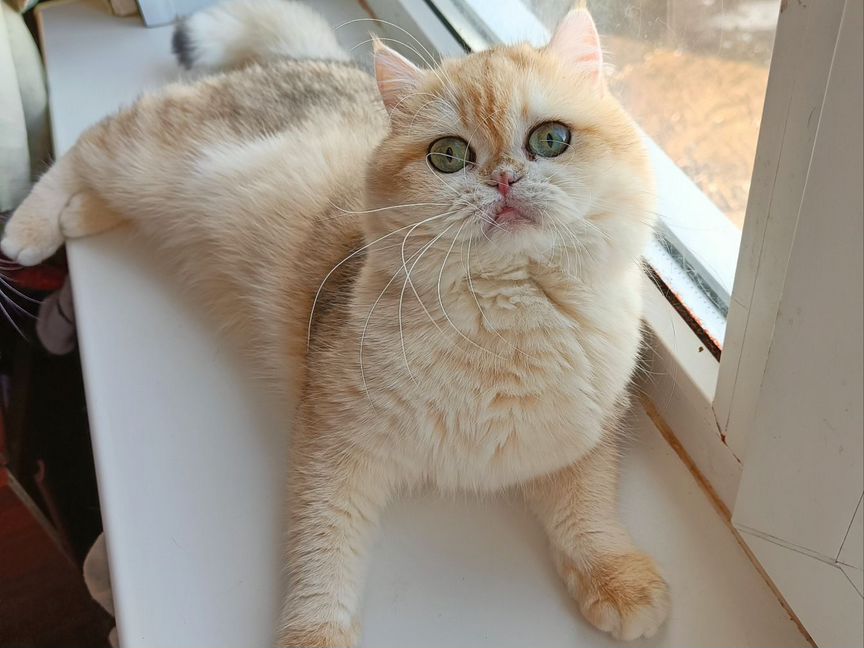 Котик золотая шиншилла