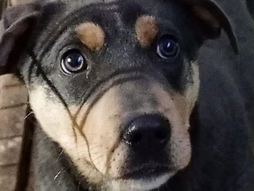 Красота в добрые руки