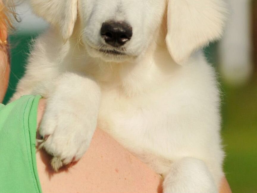 Словацкий чувач щенки