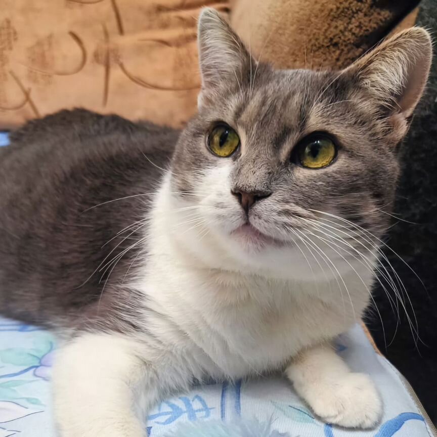 Самая ласковая на свете кошечка