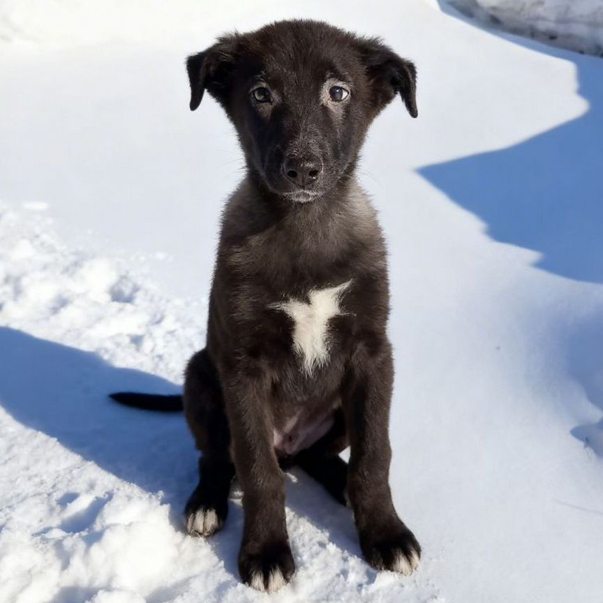 Щенок в добрые руки