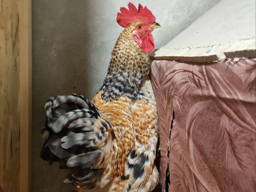 Петух Царскосельский