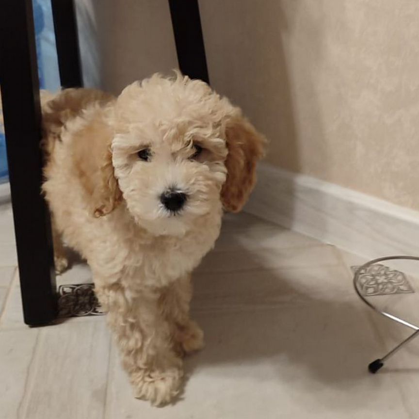 Той-пудель девочка