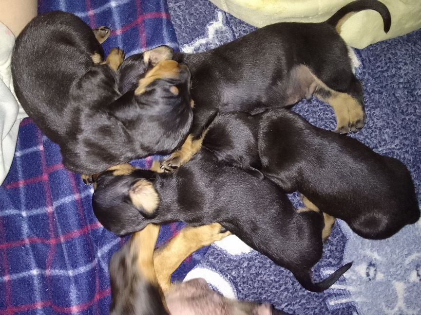 Щенки таксы