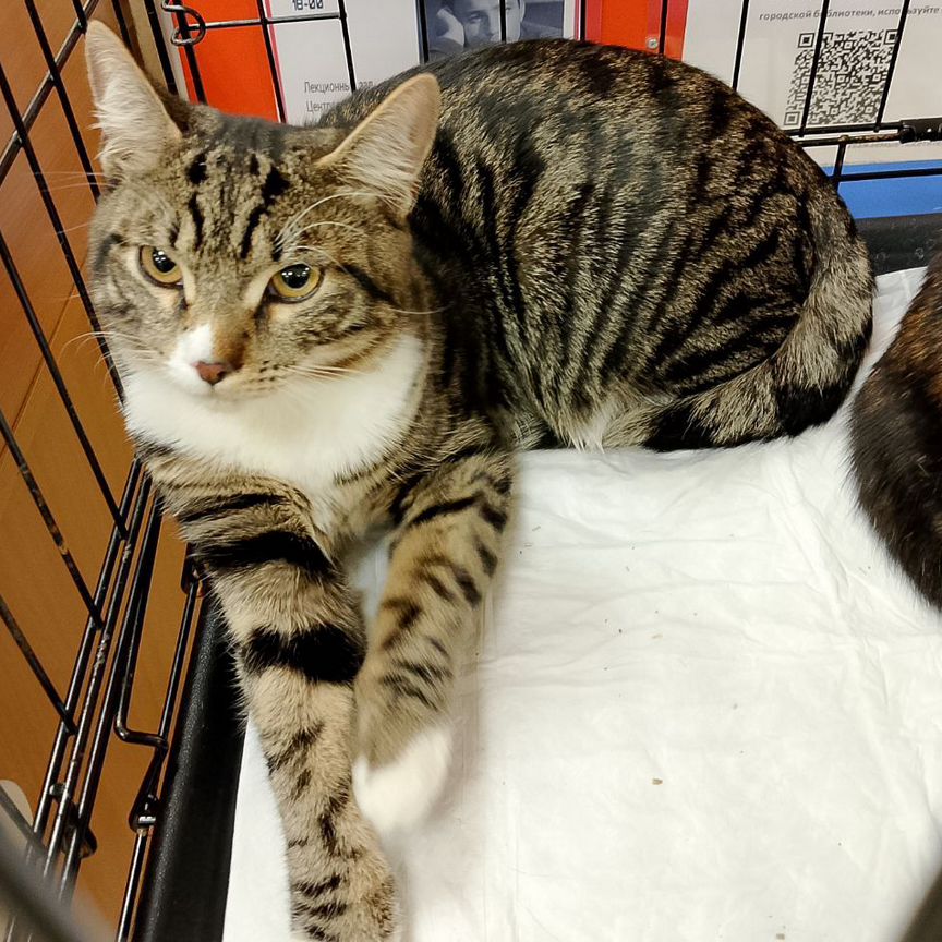 Котёнок в добрые руки