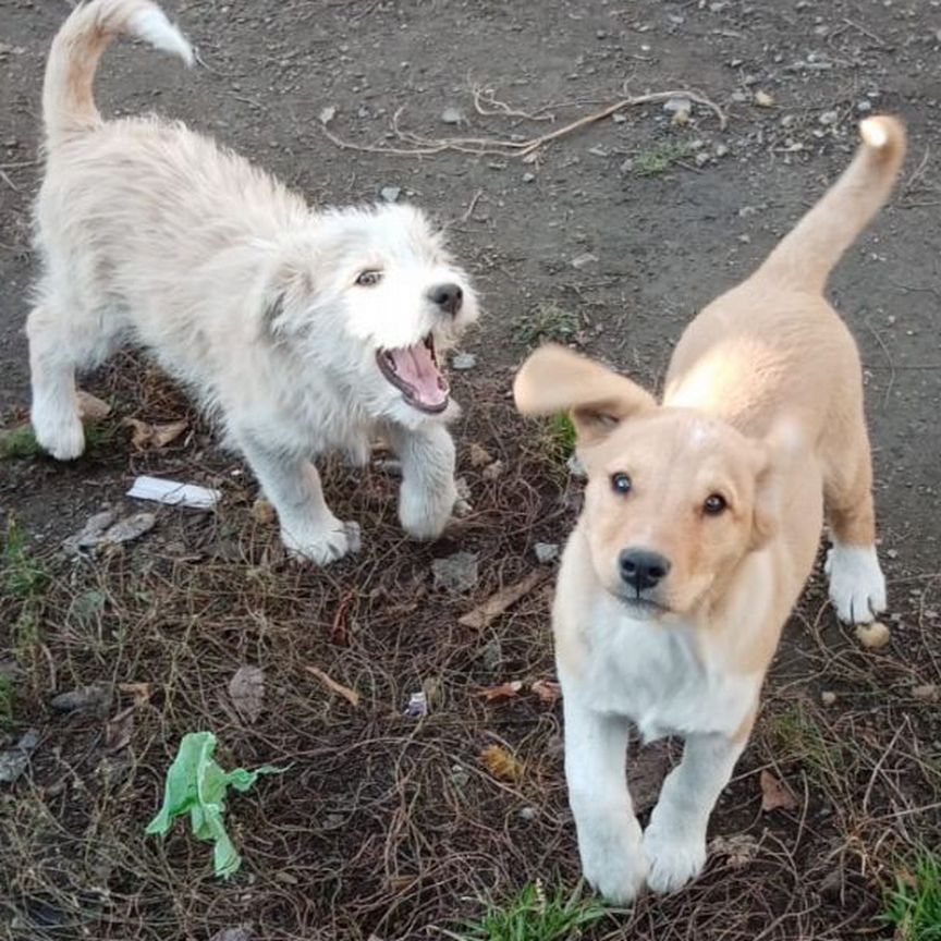 Щенок в добрые руки