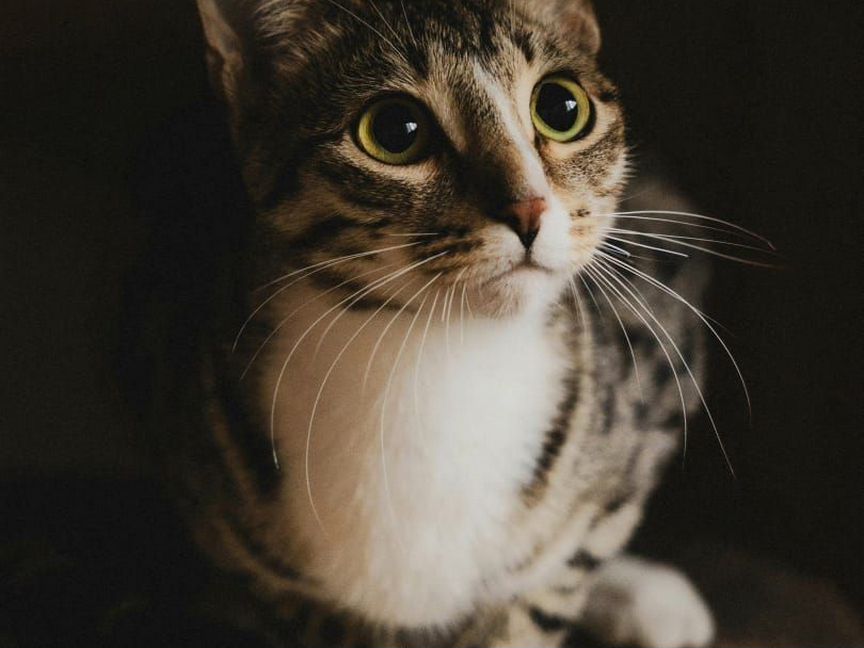 Кот Орфей в добрые руки