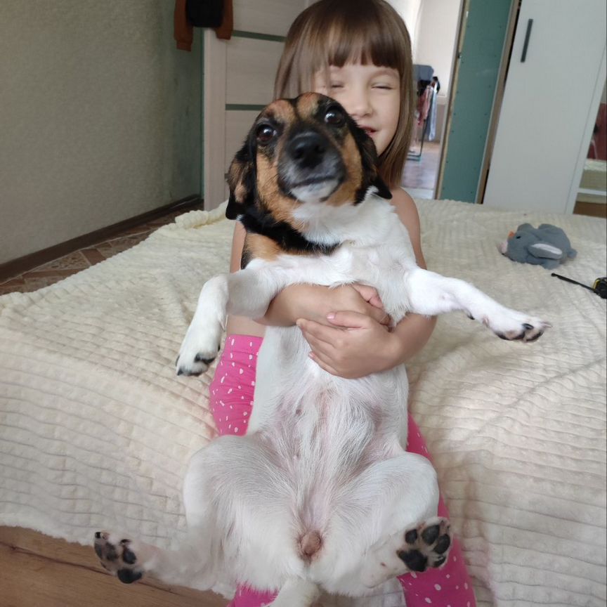 Домашние животные собаки