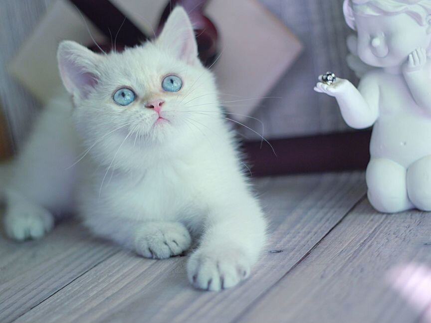 Прекрасная британская леди с лазурными глазами