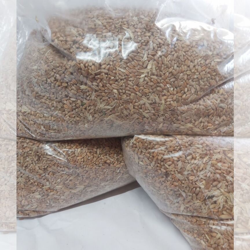 Зерно пшеница