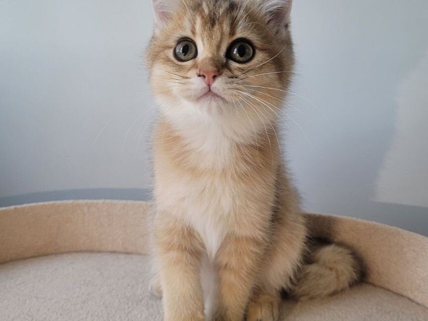 Кошка британская золотая шиншилла