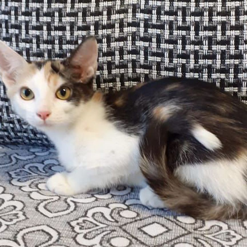 Котёнок Розочка