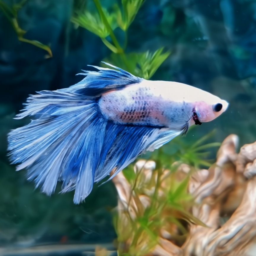 Рыбка петушок