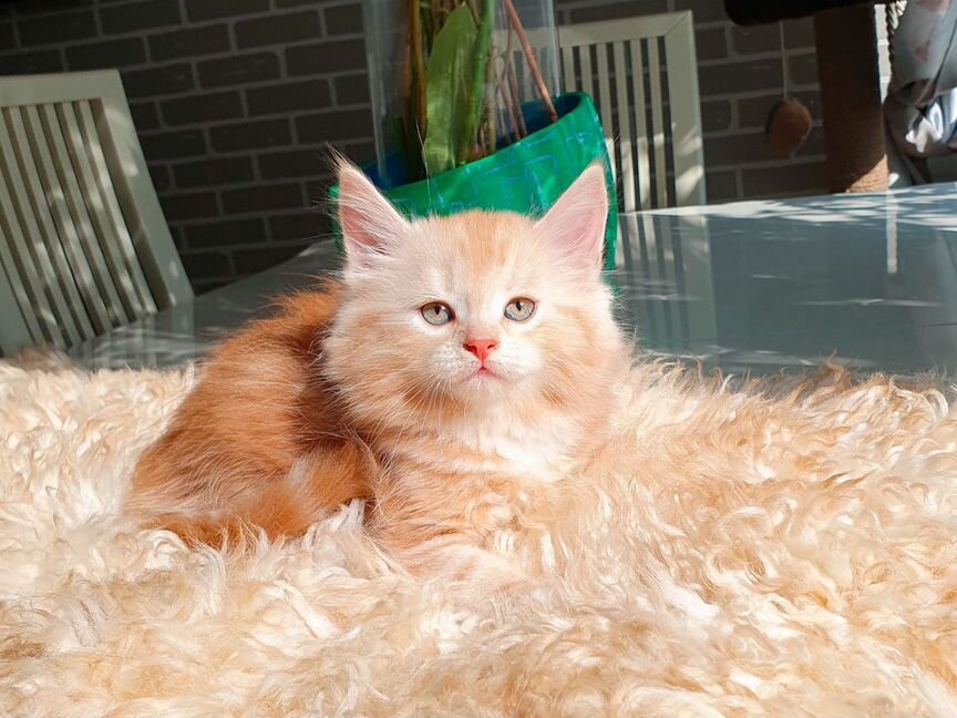 Сибирские котята