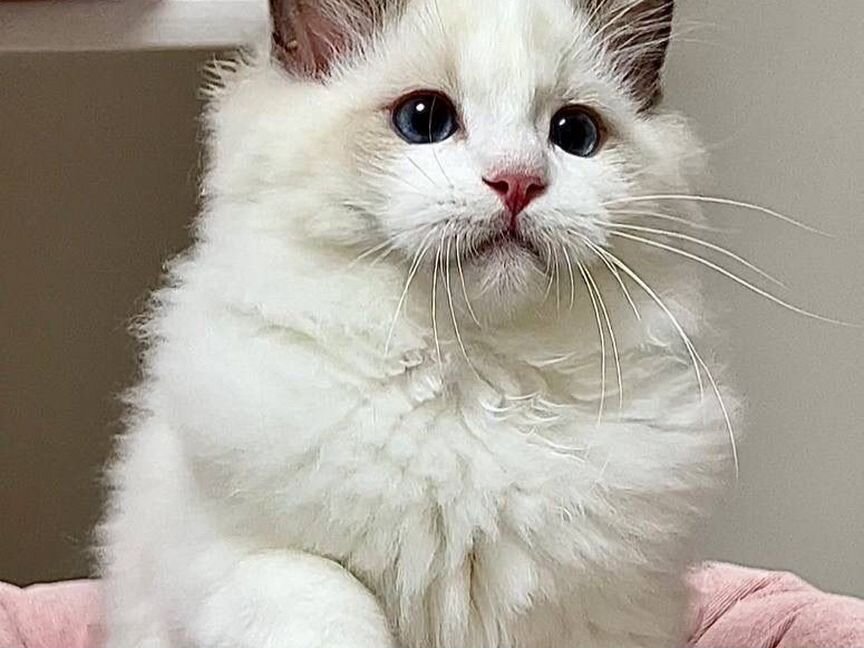 Котята рэгдолл
