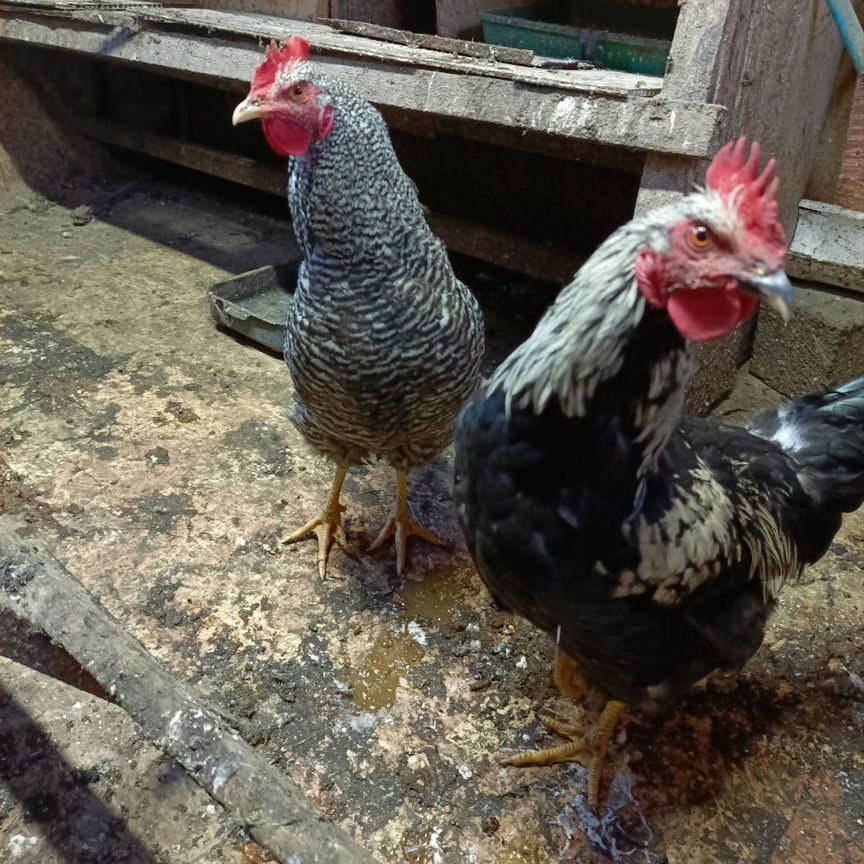 Молодые петухи