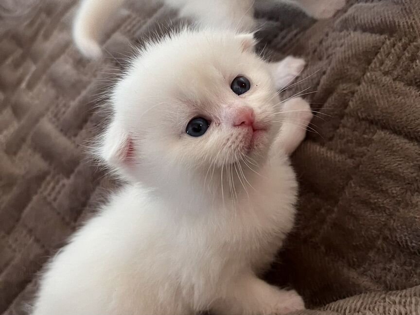 Котята хайленд фолд
