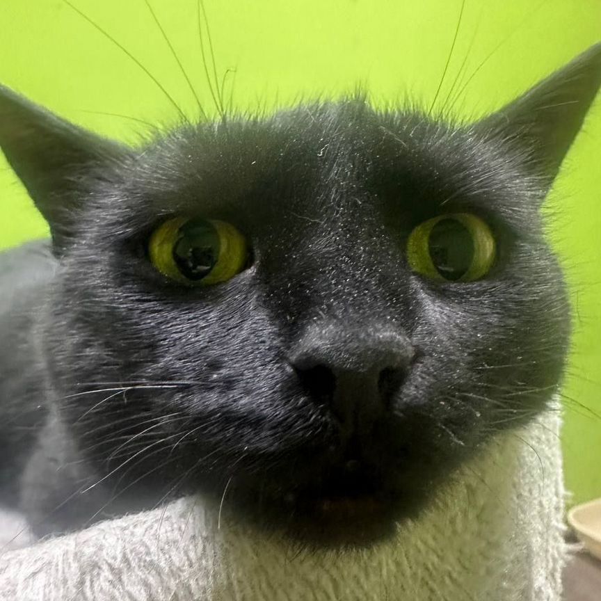 Взрослая кошка в добрые руки