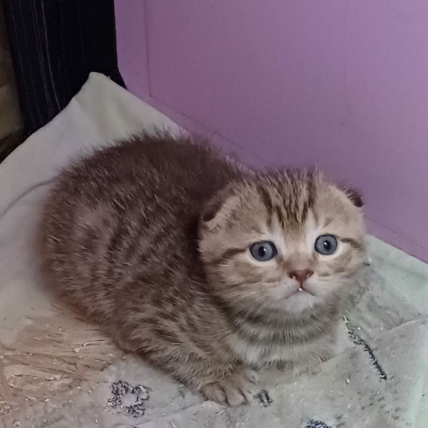 Шотландский вислоухий котёнок