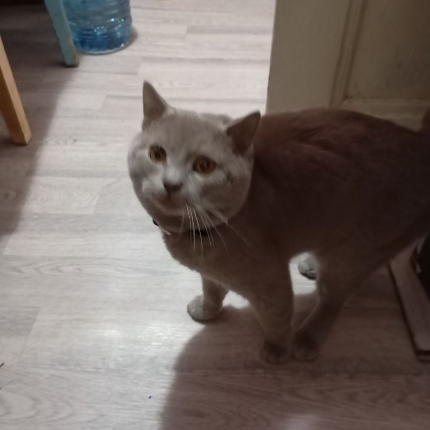Шатланский кот
