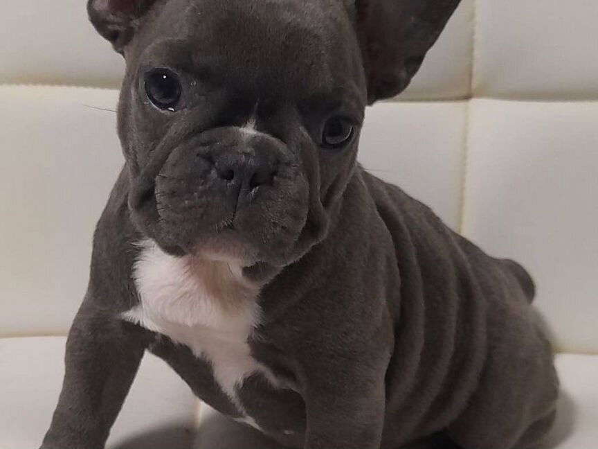 Шикарнейшие французики